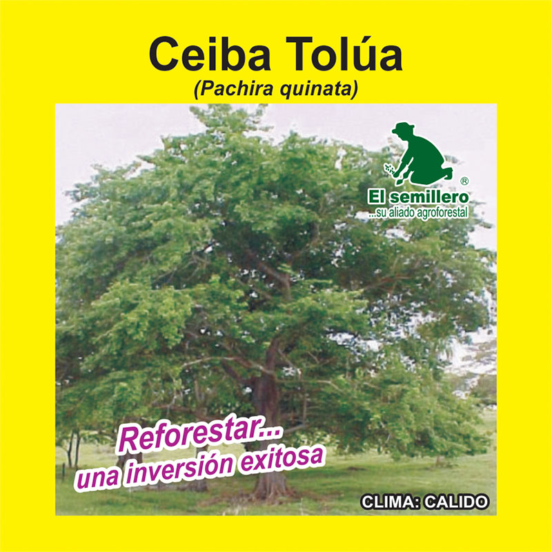 Venta de semilla de Ceiba tolua nacional | Compra en El Semillero SAS